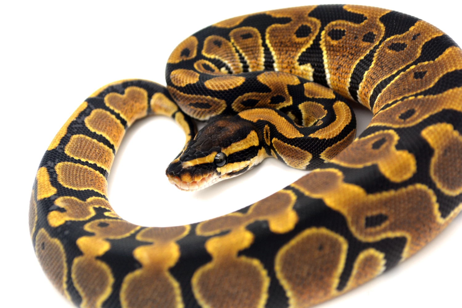 66% Het Monsoon Ball Python by ReptileKreations - MorphMarket