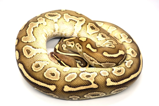 Lesser 50% Monsoon RTB Ball Python by ReptileKreations