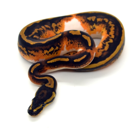 Gravel / YB Piebald Ball Python by ReptileKreations