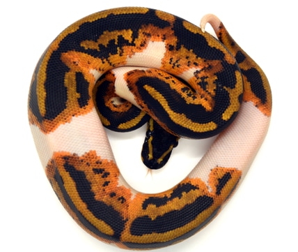 Orange Dream YB Pastel Piebald Ball Python by ReptileKreations ...