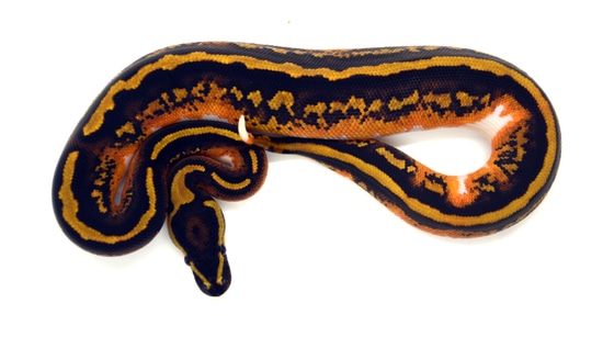 Gravel / YB Piebald Ball Python by ReptileKreations