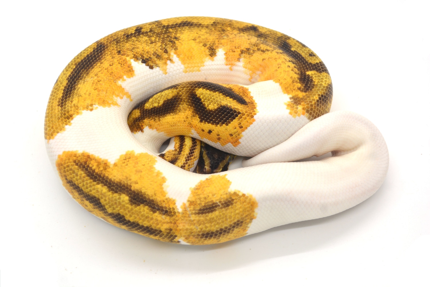 Orange Dream YB Piebald Ball Python by ReptileKreations - MorphMarket