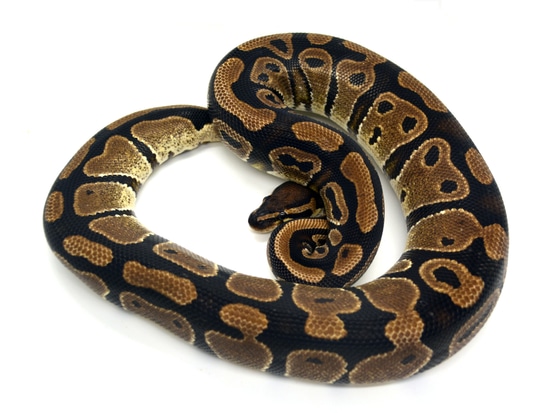 Het Dreamsicle Ball Python by ReptileKreations