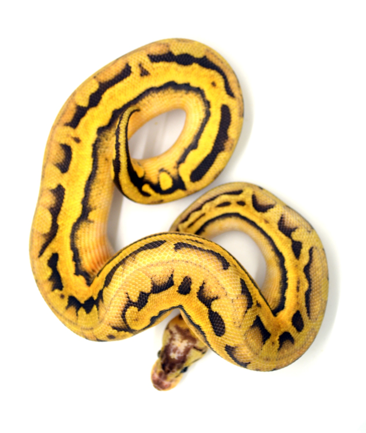 Redstripe Super Pastel Puzzle Ball Python by ReptileKreations - MorphMarket