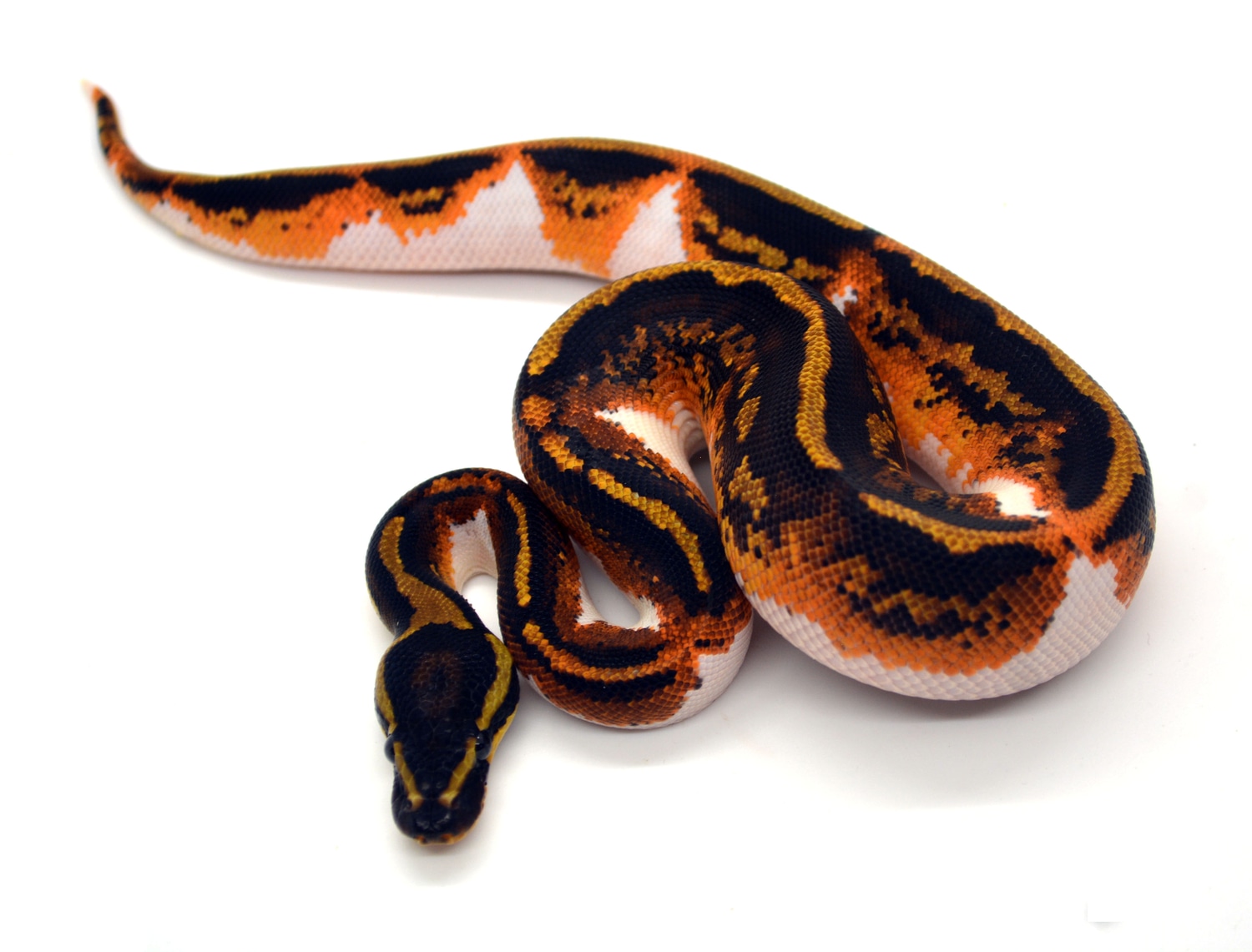 Gravel / YB Piebald Ball Python by ReptileKreations - MorphMarket
