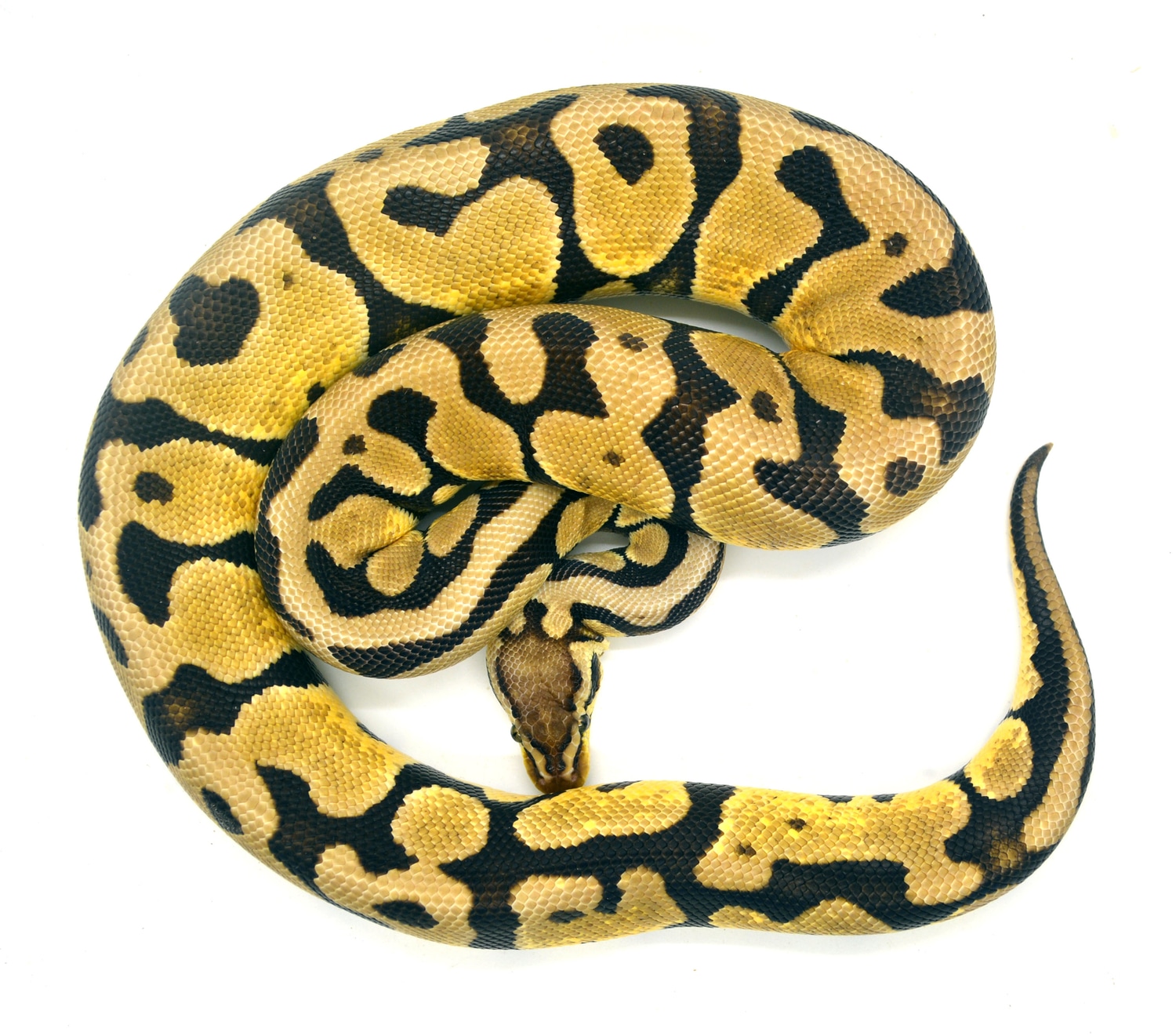 Pastel Het Puzzle Ball Python by ReptileKreations - MorphMarket