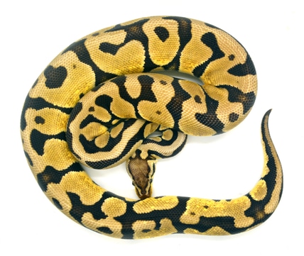 Super Pastel Puzzle Ball Python by ReptileKreations - MorphMarket