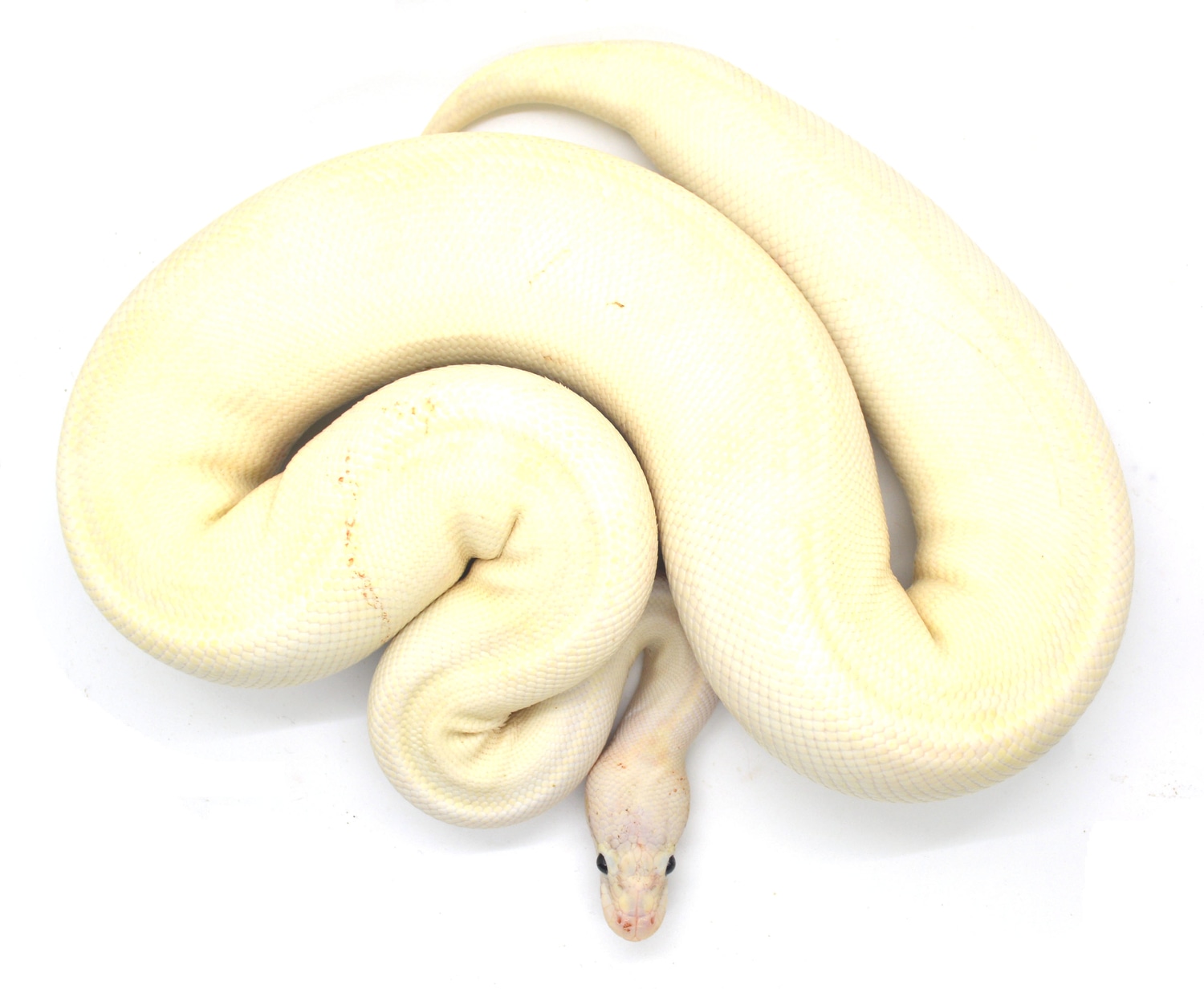 Pastel Ivory Ball Python by ReptileKreations - MorphMarket