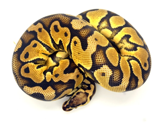 Pastel Asphalt / YB Het Clown Ball Python by ReptileKreations