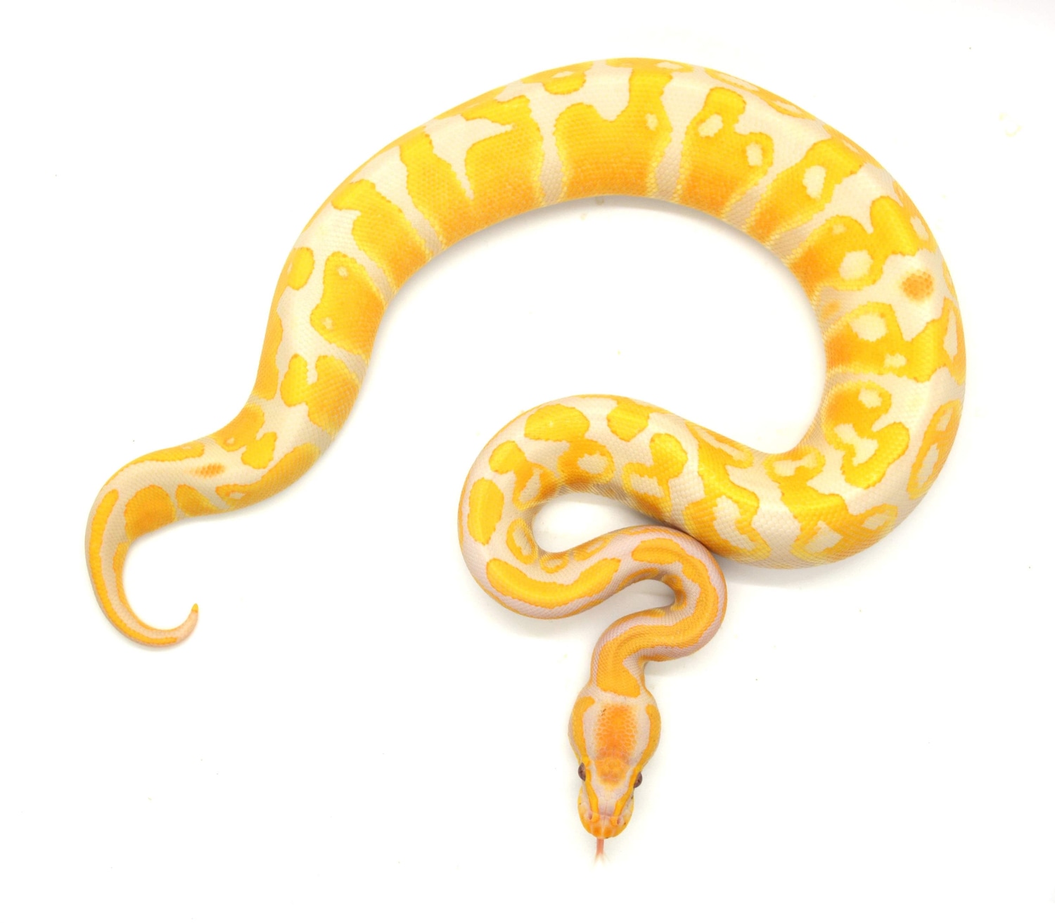 Lavender Albino Het Piebald Ball Python by ReptileKreations - MorphMarket