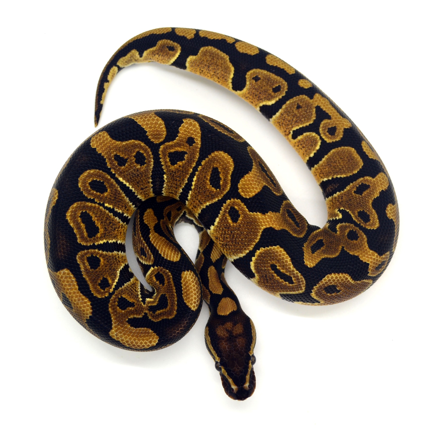 Probable Het Monsoon Ball Python by ReptileKreations - MorphMarket