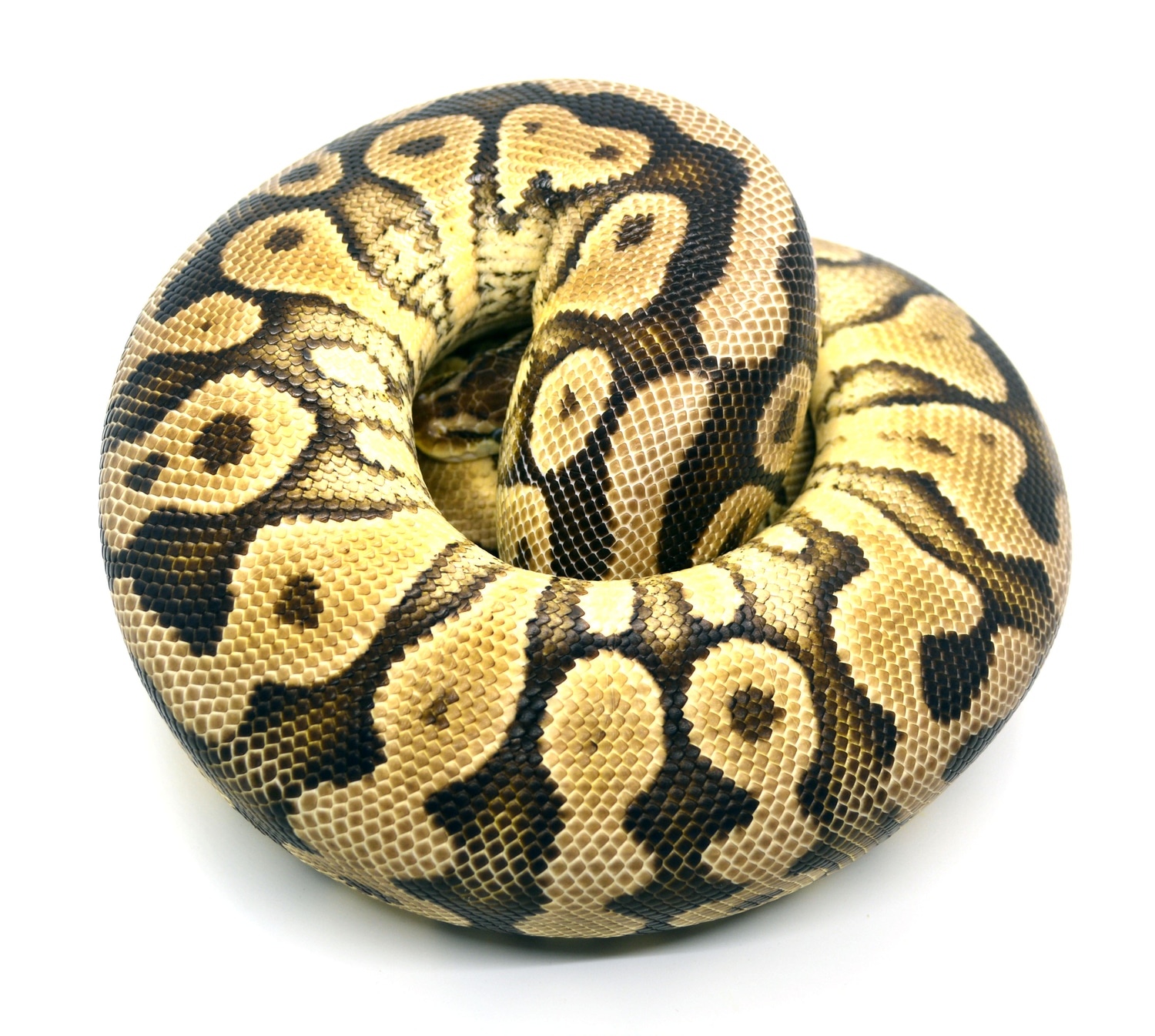 Pastel YB 100% Het Puzzle Ball Python by ReptileKreations - MorphMarket