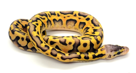Super Pastel Puzzle Ball Python by ReptileKreations