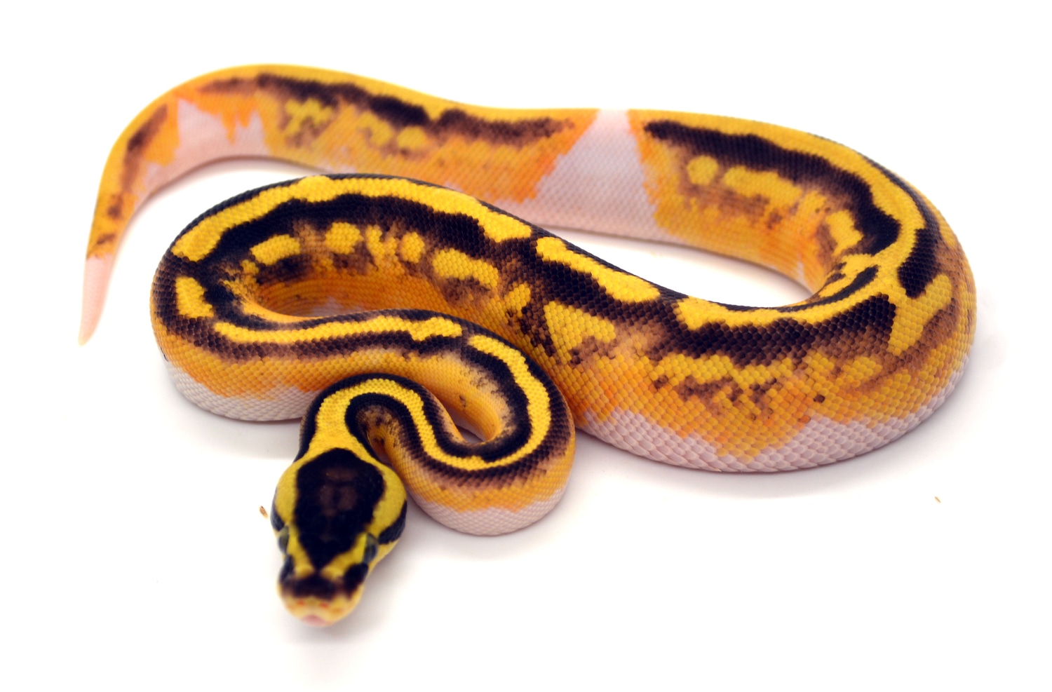 OD Pastel Piebald Ball Python by ReptileKreations - MorphMarket