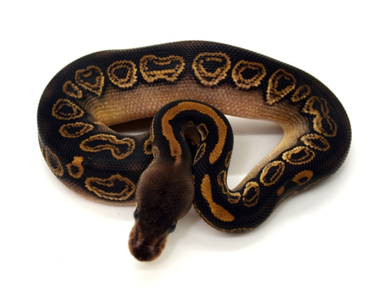 Wookie YB Black Pastel Het Clown Ball Python by ReptileKreations