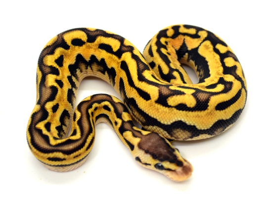 Super Pastel Puzzle Ball Python by ReptileKreations