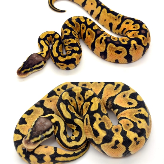 Super Pastel Het Puzzle Ball Python by ReptileKreations