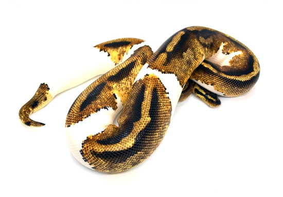 Gravel / Yellowbelly Piebald Ball Python by ReptileKreations