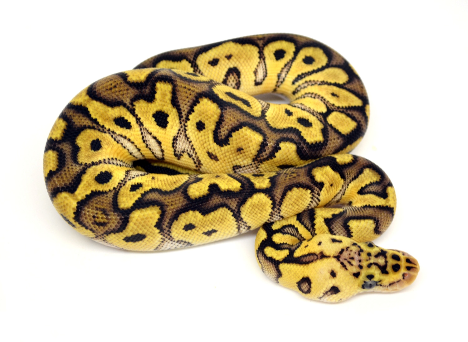 Firefly YB Clown Ball Python by ReptileKreations - MorphMarket