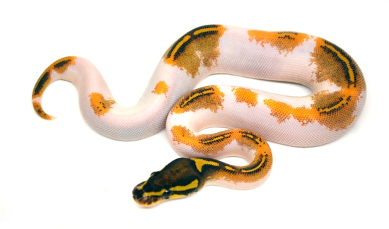 Highway Piebald Ball Python by ReptileKreations