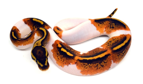 Gravel/YB Piebald Ball Python by ReptileKreations