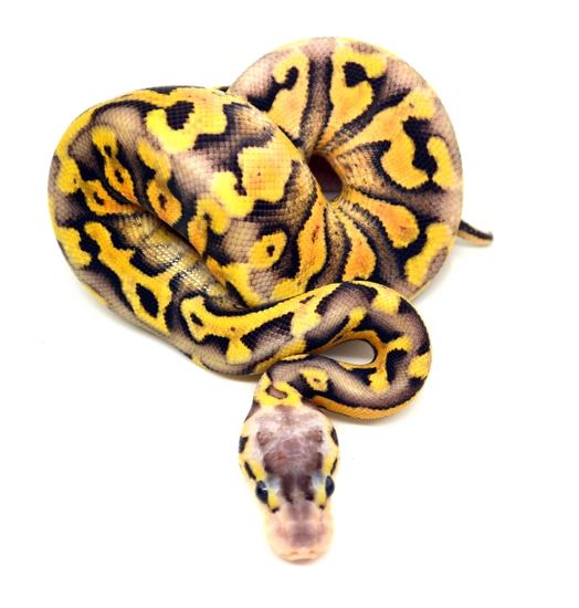 Super Pastel Puzzle Ball Python by ReptileKreations