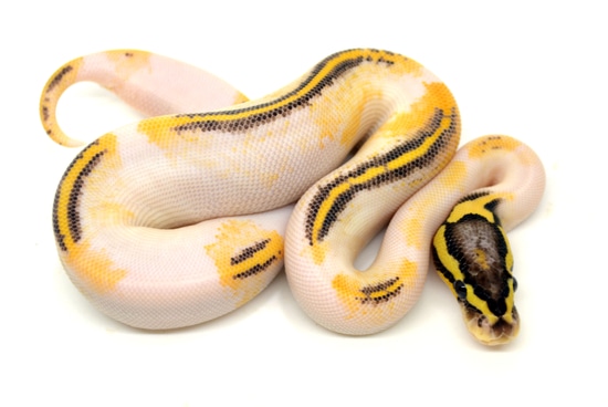 Pastel Highway Piebald Ball Python by ReptileKreations