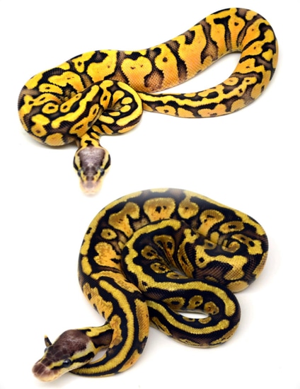 Super Pastel Het Puzzle - Pair Ball Python by ReptileKreations