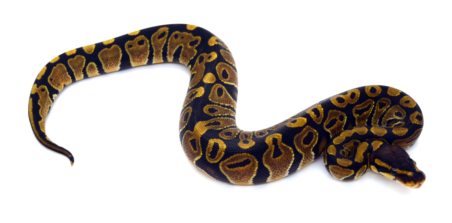 Pos. Het Monsoon Ball Python by ReptileKreations - MorphMarket