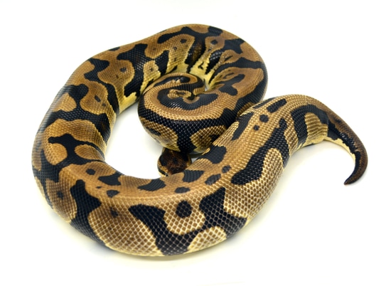 Confusion Het Clown Ball Python by ReptileKreations