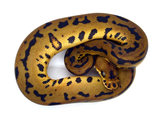 YB Batman Ball Python by ReptileKreations