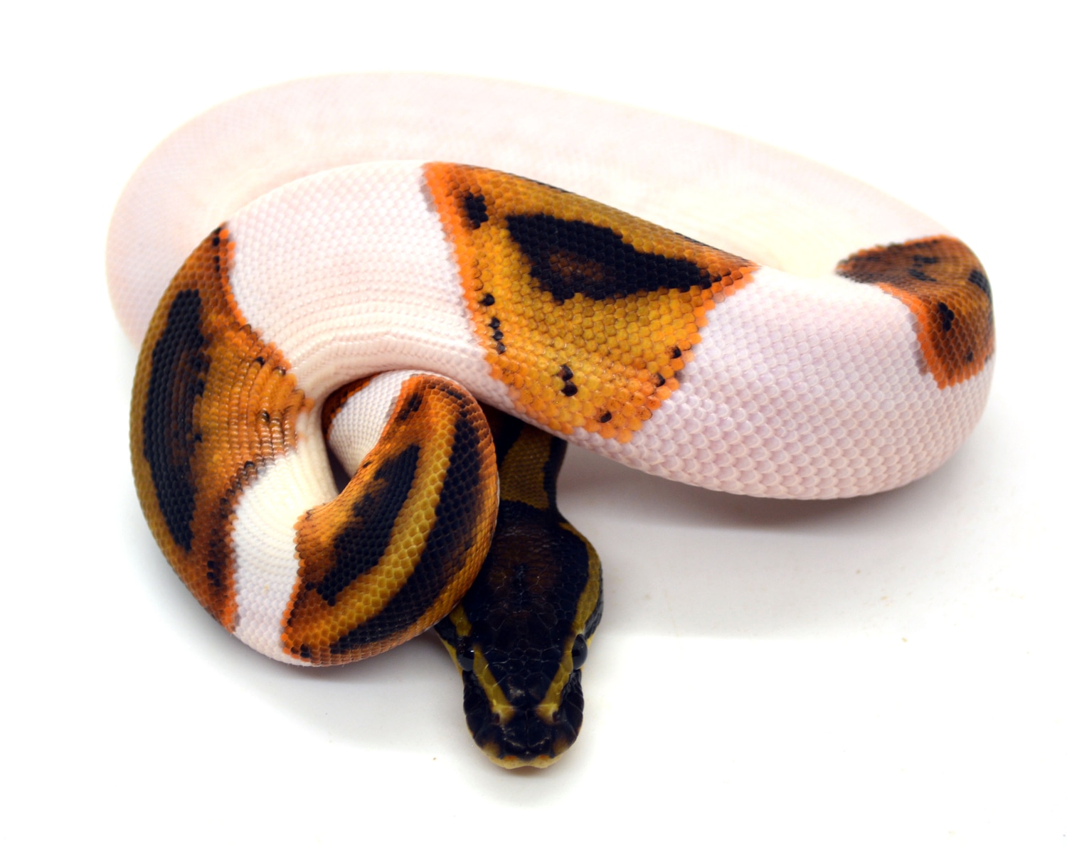 Piebald Ball Python by ReptileKreations - MorphMarket