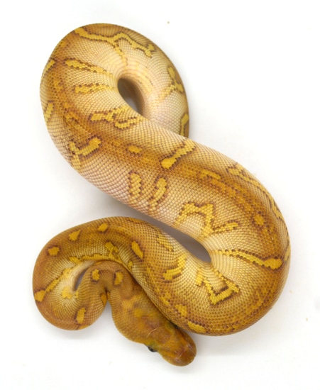 Stranger Pastel Lesser Clown 50% Het Hypo Ball Python by ReptileKreations