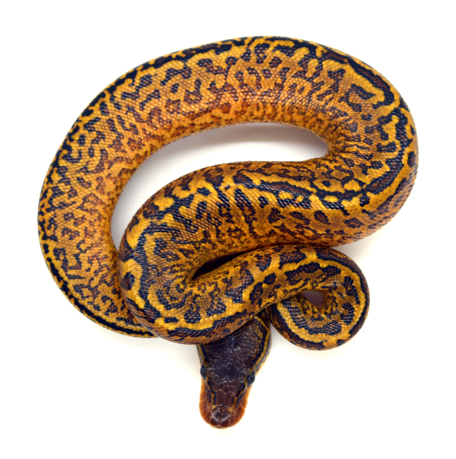 Monsoon Ball Python by ReptileKreations - MorphMarket