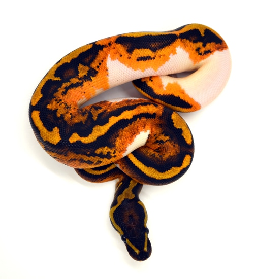 Gravel/YB Pied Ball Python by ReptileKreations