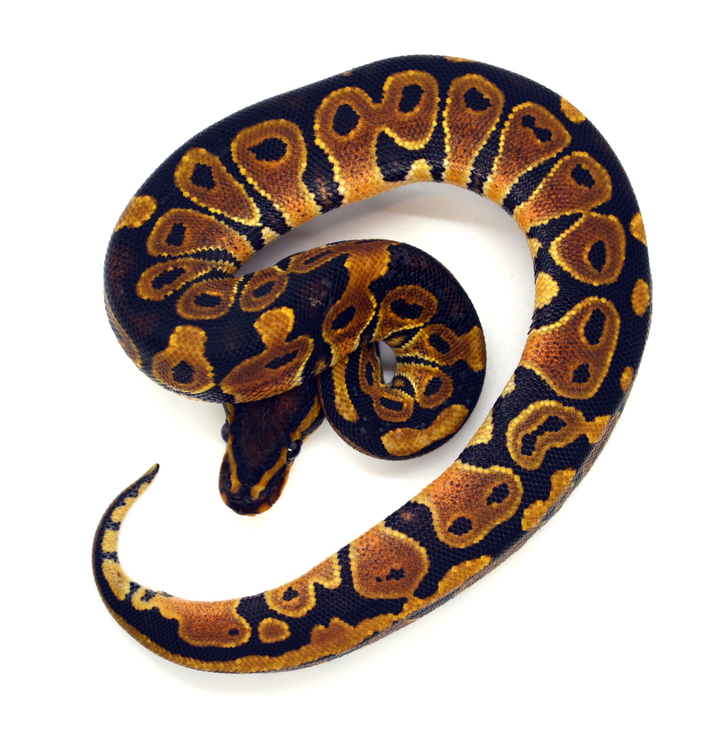 Pos. Het Monsoon Ball Python by ReptileKreations - MorphMarket