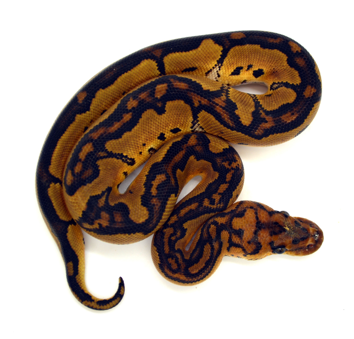 Keyhole Clown Het Ultramel Ball Python by ReptileKreations - MorphMarket
