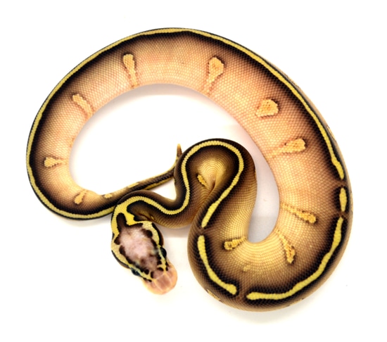 Stranger Pastel Lesser Het Clown 50% Het Hypo Ball Python by ...