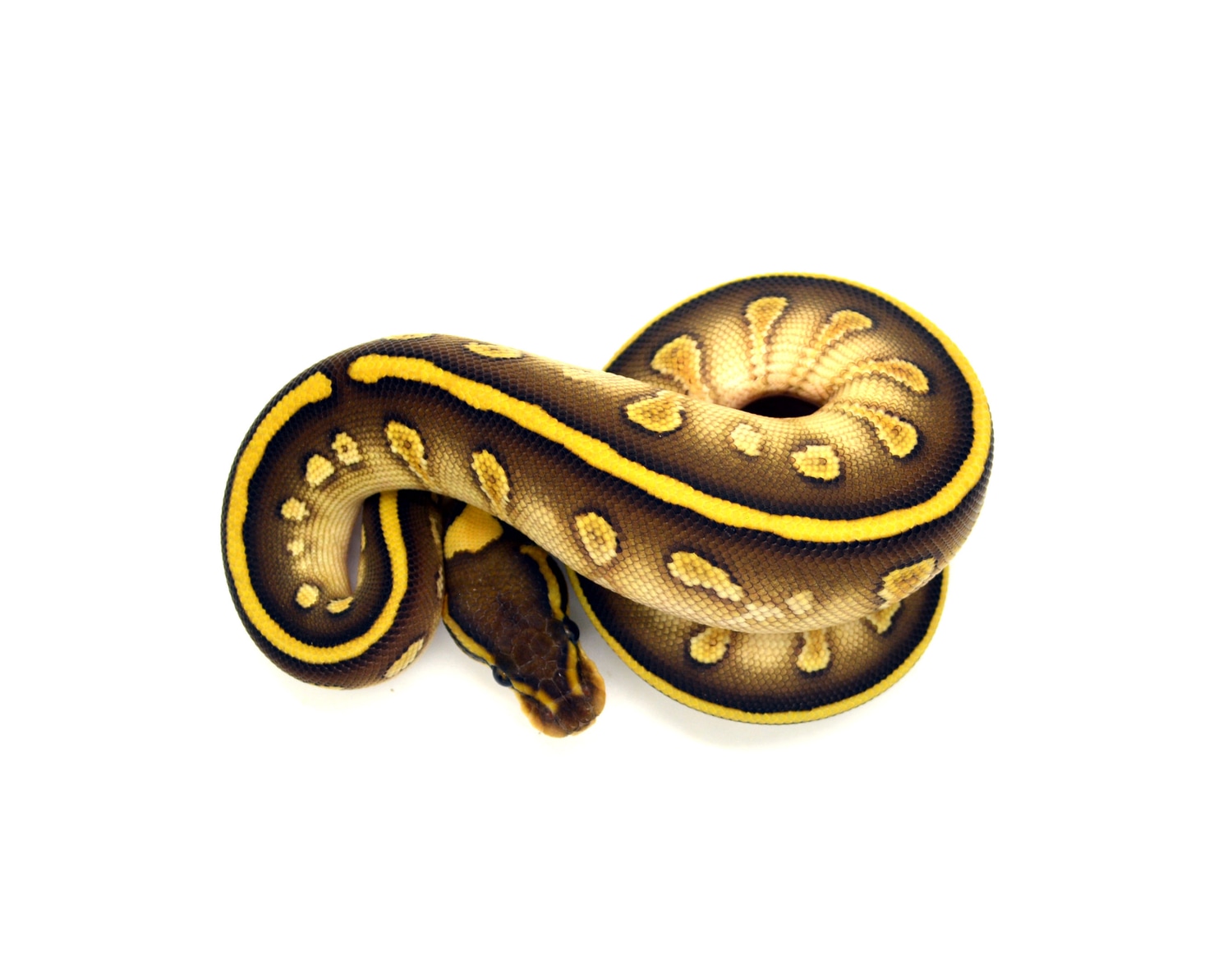 Stranger Lesser Het Clown 50% Het Hypo Ball Python by ReptileKreations ...