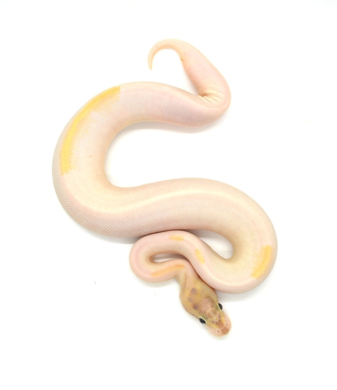 Ivory Pied Ball Python by ReptileKreations