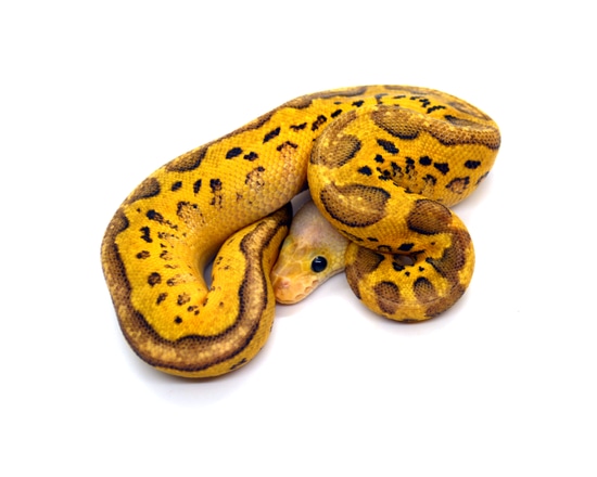 Super Pastel Leo YB Clown Ball Python by ReptileKreations