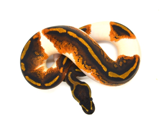 Gravel / YB Pied Ball Python by ReptileKreations