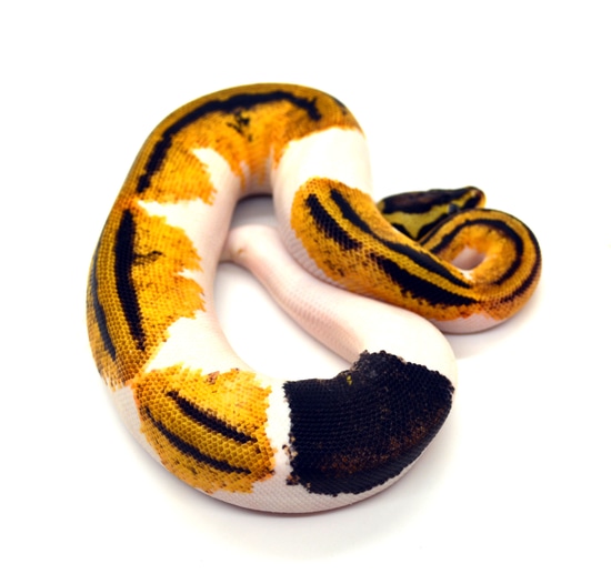 YB Pastel Pied Paradox Ball Python by ReptileKreations