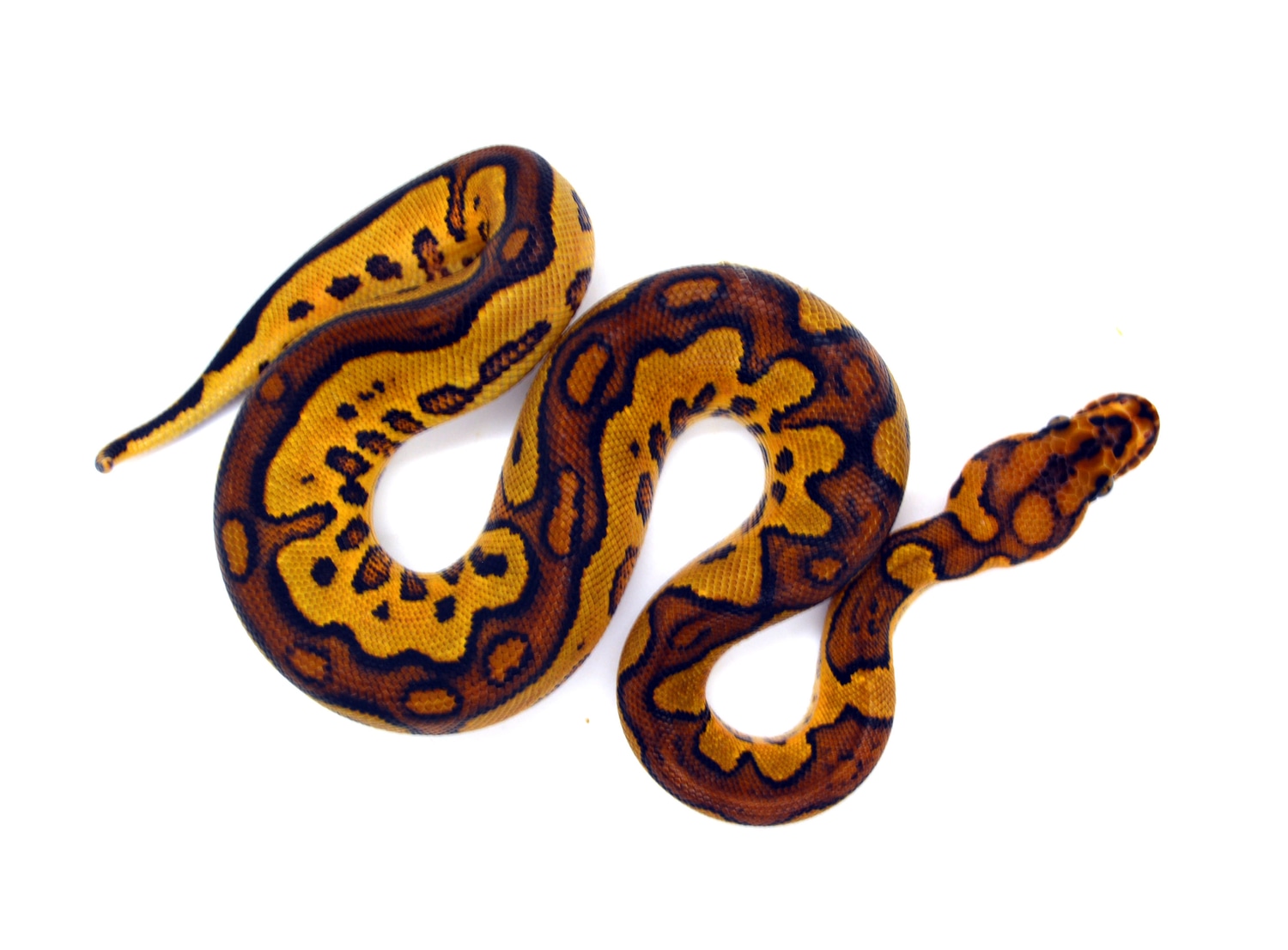 Keyhole YB Clown Ball Python by ReptileKreations - MorphMarket