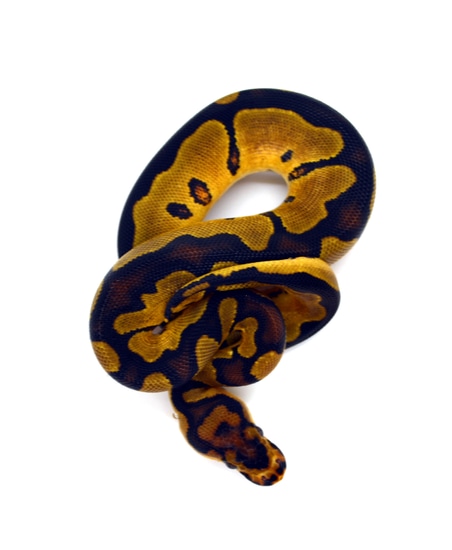 OD Clown Ball Python by ReptileKreations
