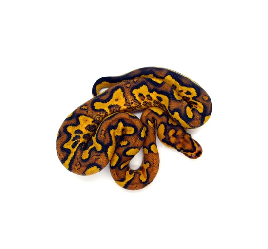 Freeway Clown (RK Line) Ball Python by ReptileKreations