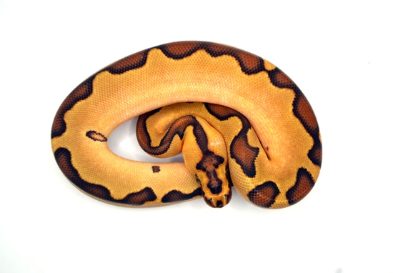 Special Enchi Clown Ball Python by ReptileKreations