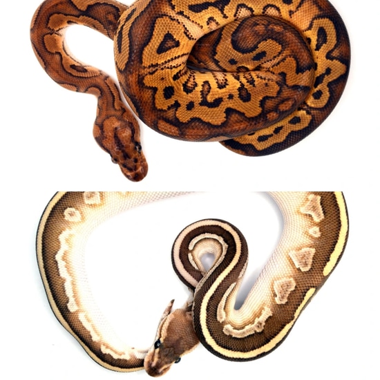 Pair: Redstripe YB/Redhead Lesser Clown Ball Python by ReptileKreations