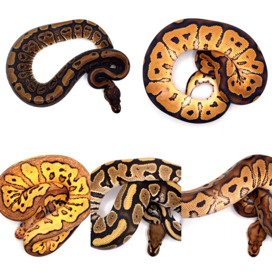 5.0 Redhead/Redstripe/Spot/YB/Pastel Clown Ball Python by ReptileKreations