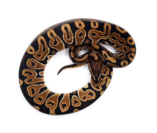 Het Monsoon Ball Python by ReptileKreations